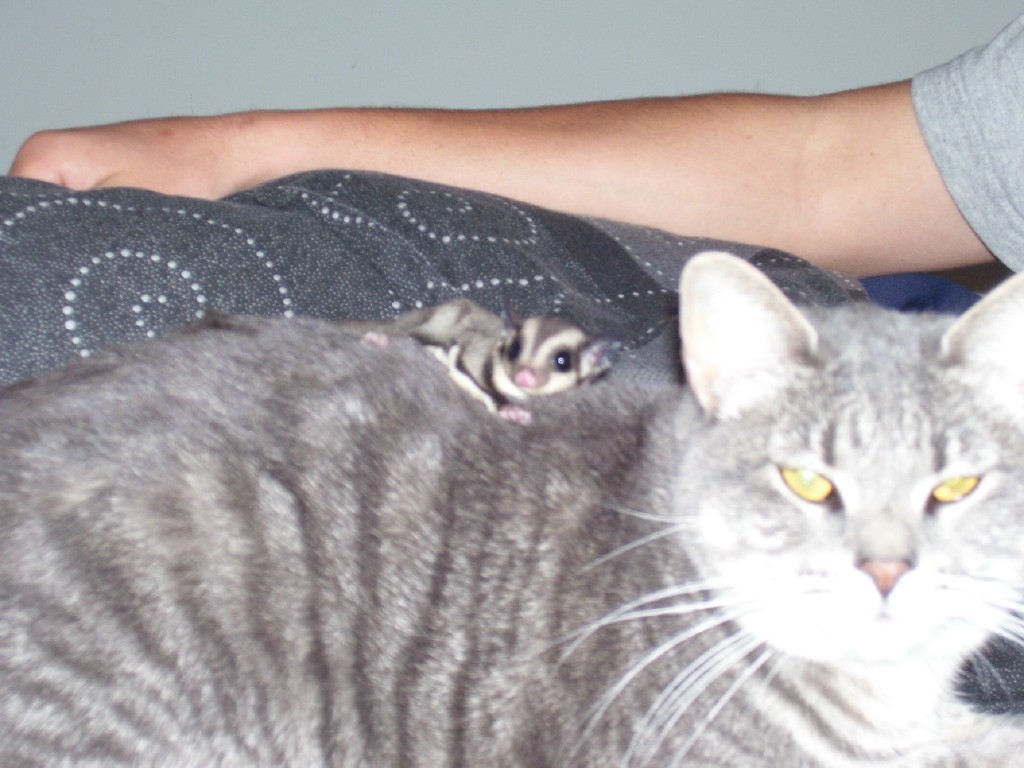 Sugar Gliders And Other Pets | Tropical Attititude Pets